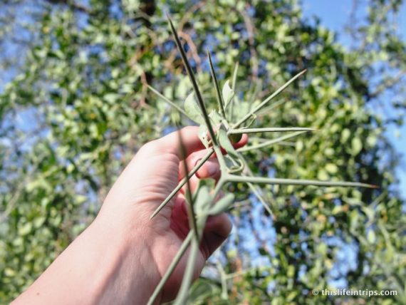 Experiencing The REAL Circle of Life in Africa - TLITs