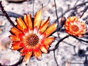 A Day Trip to Cape point with PG tops Tours - This Life in Trips