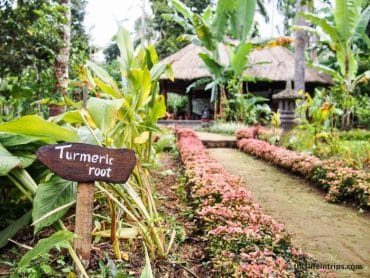 Getting Fresh & Local at the Balinese Farm Cooking School