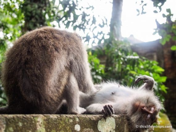 Monkey See – A Photo Walk through Ubud’s Monkey Forest