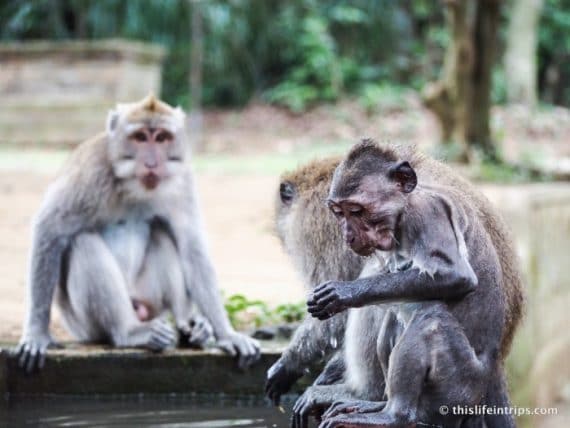 Monkey See – A Photo Walk through Ubud’s Monkey Forest
