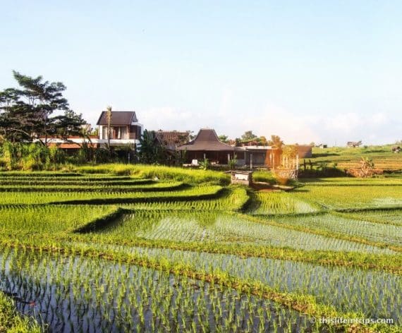 Cutting up Kuta on a Retro Bali Booze Bus - This Life in Trips