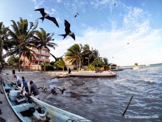 15 Ways to do Caye Caulker Right - This Life in Trips