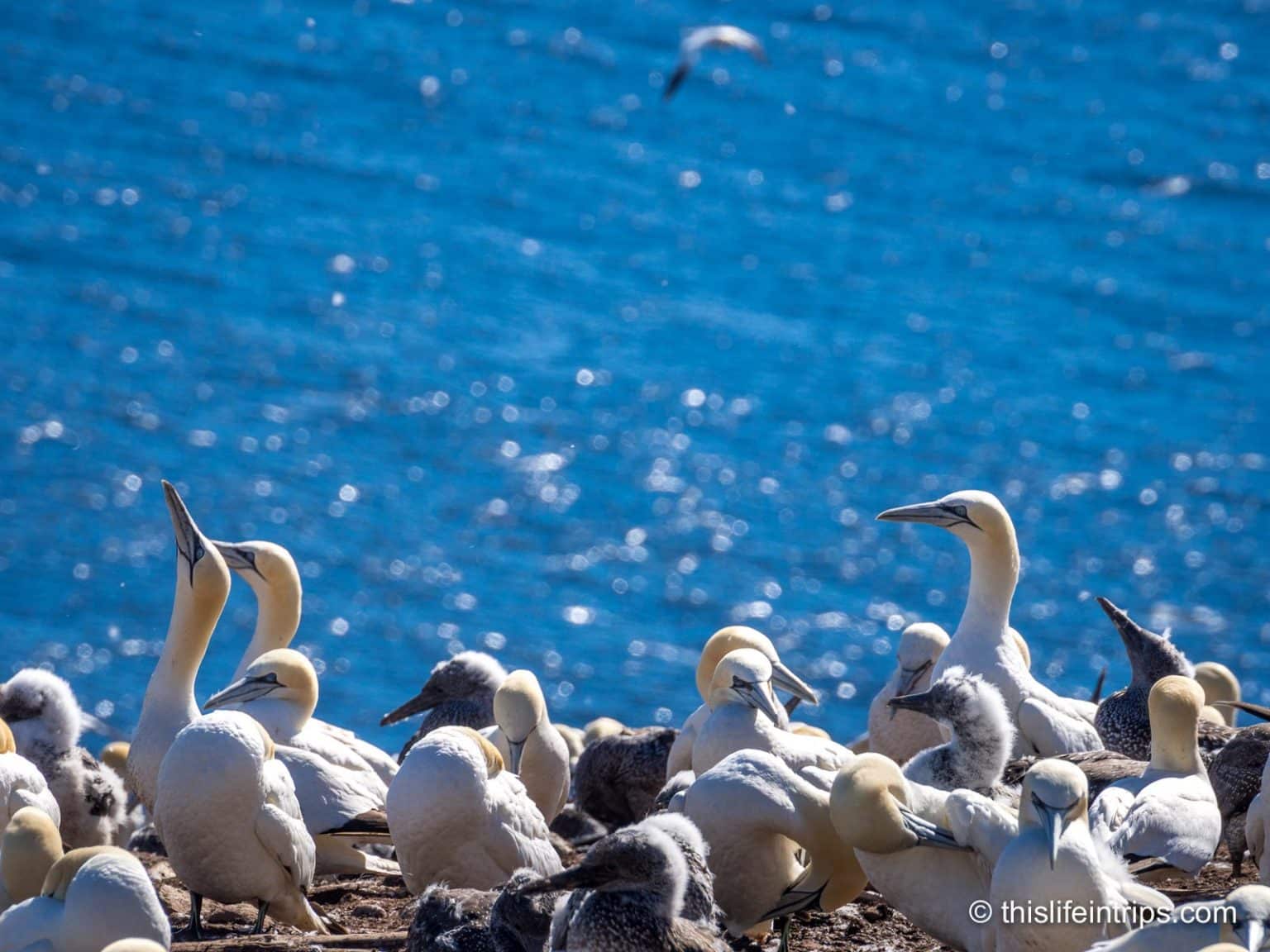 The Best Gaspe Peninsula Road Trip Plan | Gaspesie [2023]