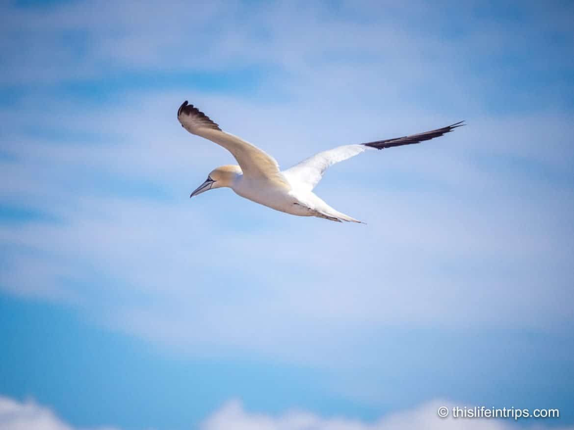 The Best Gaspe Peninsula Road Trip Plan | Gaspesie [2023]