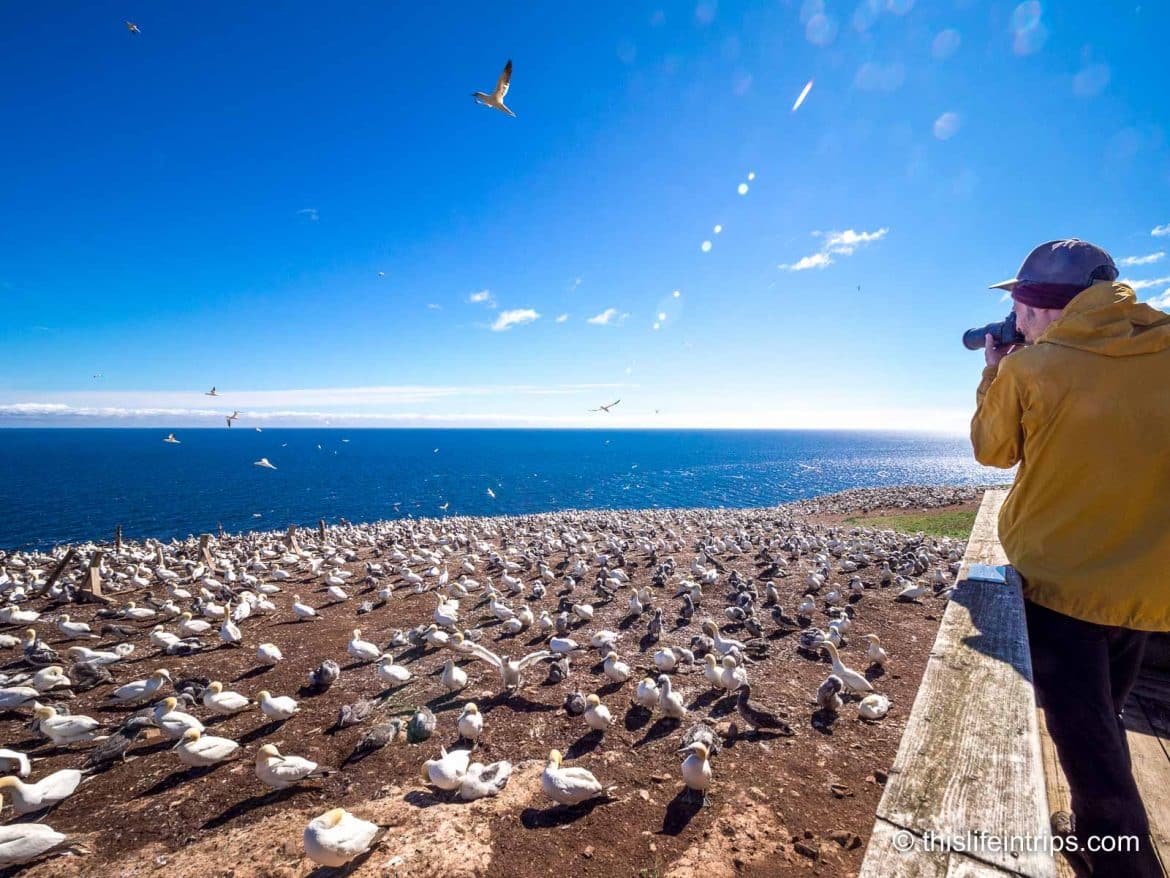 The Best Gaspe Peninsula Road Trip Plan | Gaspesie [2023]