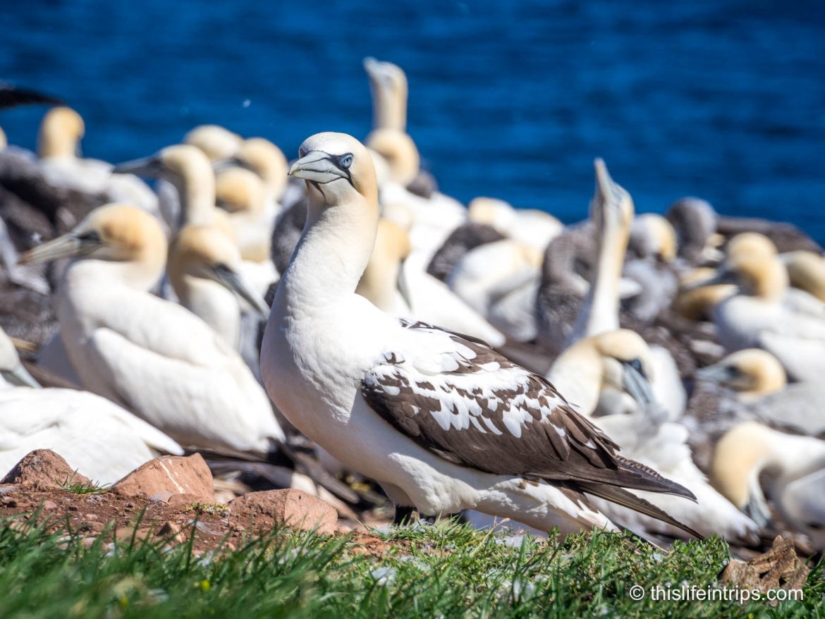 The Best Gaspe Peninsula Road Trip Plan | Gaspesie [2023]